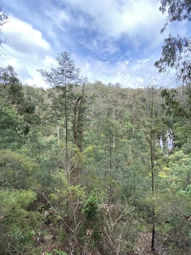 Best 10 Hikes and Trails in Kinglake National Park | AllTrails