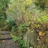 Sword Fern and Highline Trail, Washington - 243 Reviews, Map | AllTrails