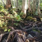 Flora Lake Trail, British Columbia, Canada - 90 Reviews, Map | AllTrails