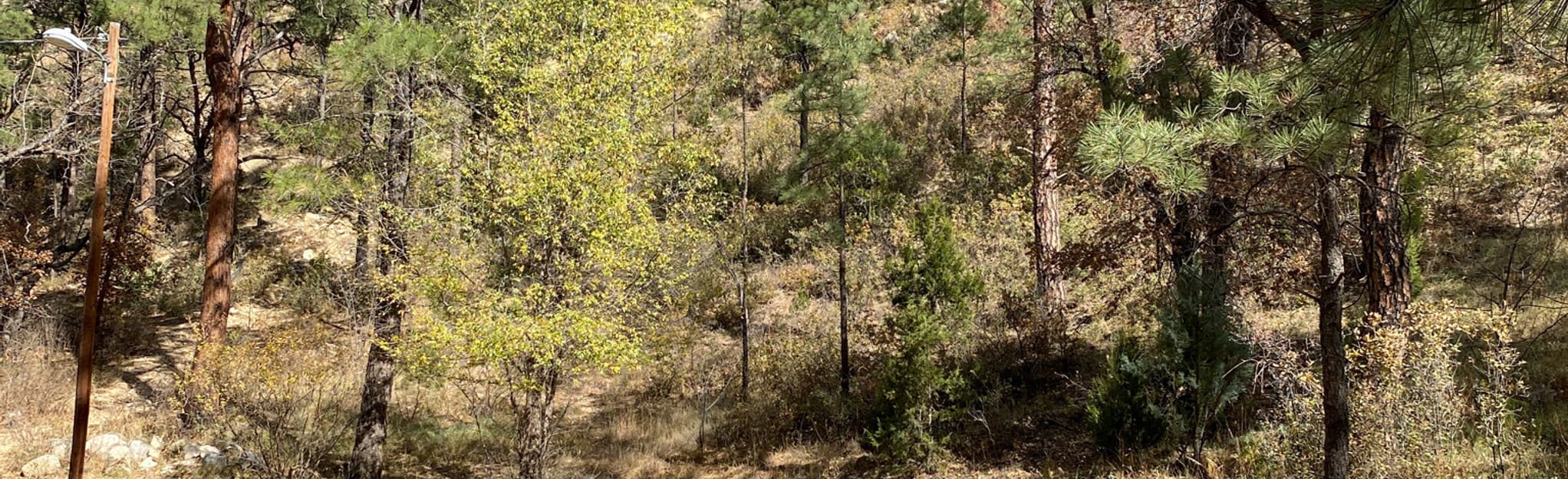 Ruidoso River Walk: 46 Reviews, Map - New Mexico | AllTrails