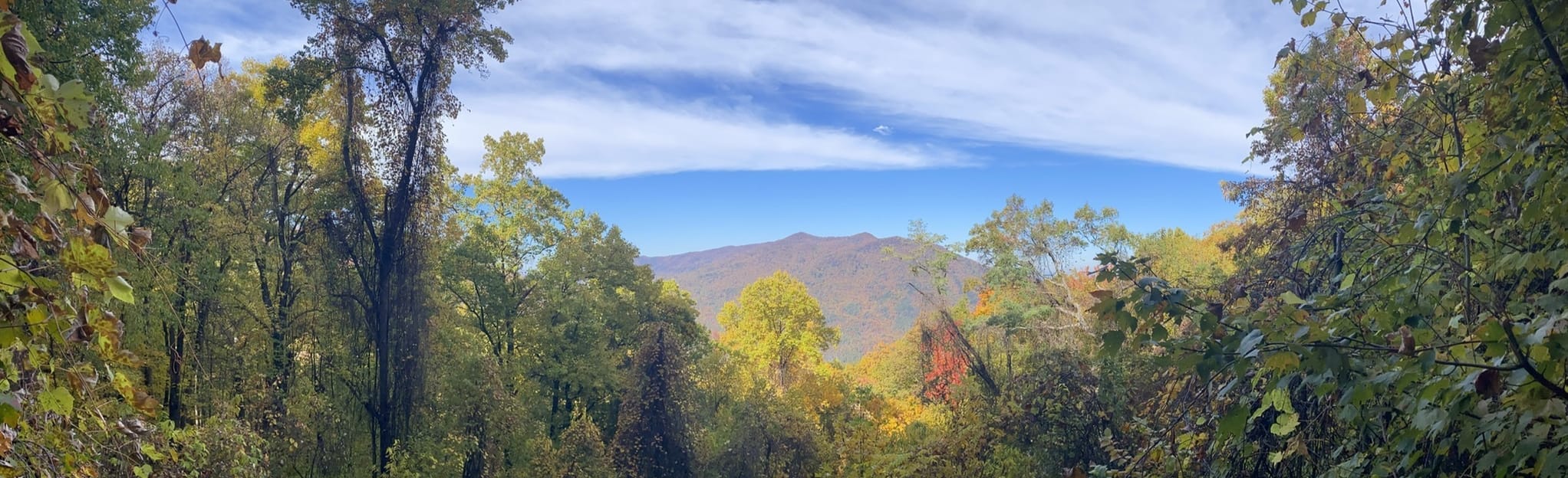 Spence Field via Lead Cove Trail, 706 Fotos - Tennessee | AllTrails