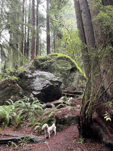 Best Hikes and Trails in Arcata Community Forest | AllTrails