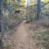 Batona Trail, New Jersey - 322 Reviews, Map | AllTrails