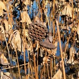 Adams Lake Loop Trail, Ohio - 45 Reviews, Map | AllTrails