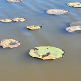 Adams Lake Loop Trail, Ohio - 45 Reviews, Map | AllTrails