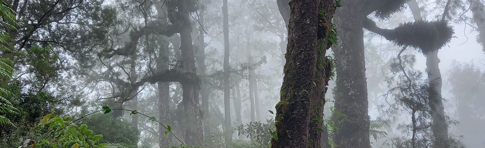 Mount Batukaru, Bali, Indonesia - 20 Reviews, Map | AllTrails