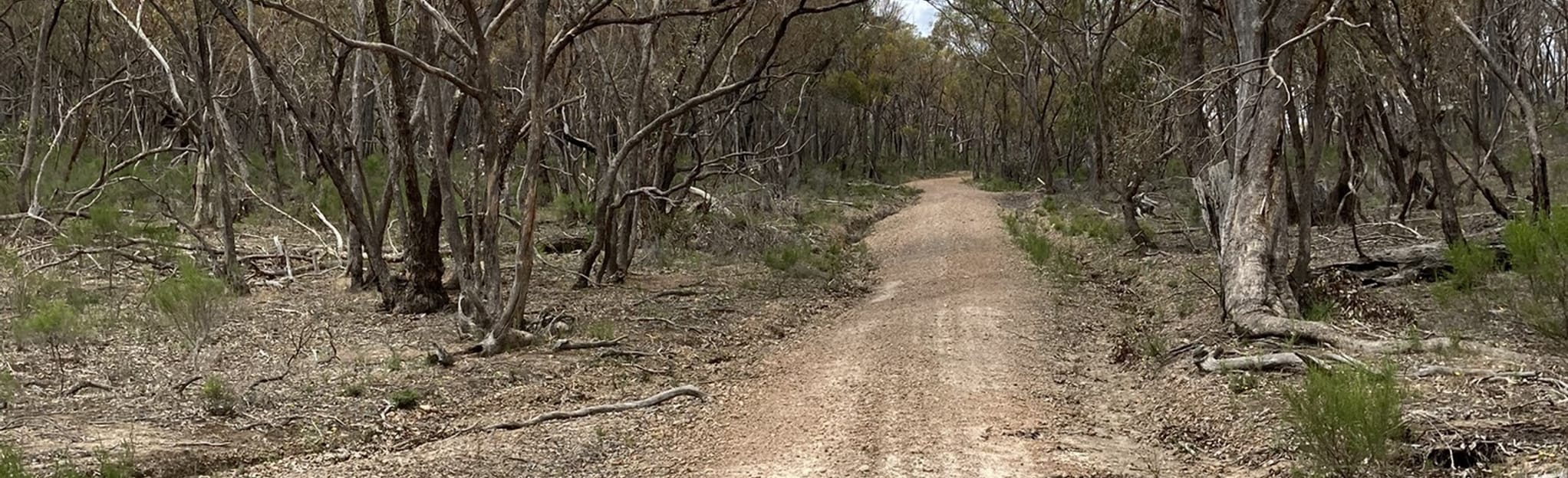 Dargile Track, Rodney Track, and Wattle Gully Walk - Victoria ...