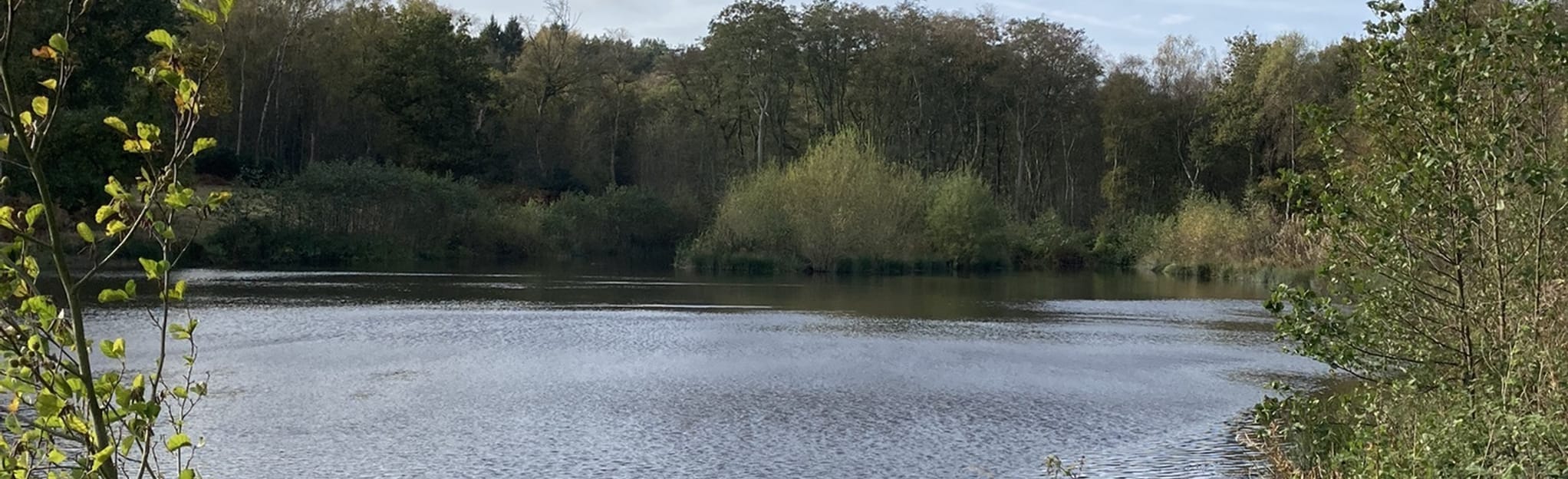 Thieves Wood and Harlow Wood Circular: 27 Reviews, Map ...