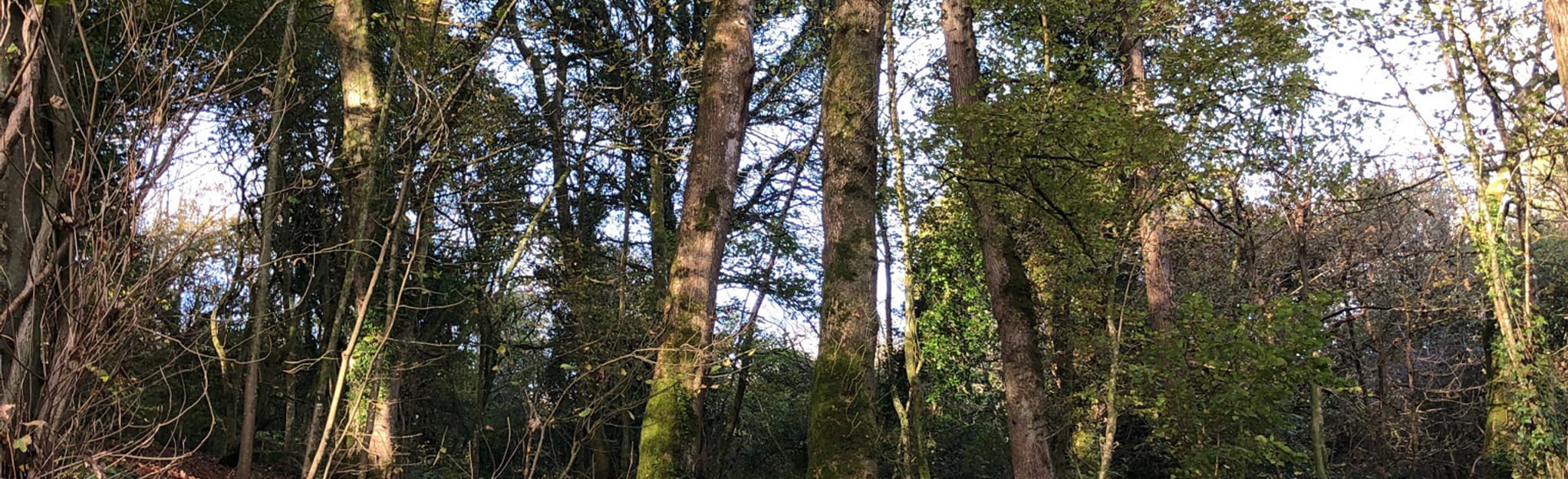 Bishops Wood and Round House Circular, Swansea, Wales - 3 Reviews, Map ...
