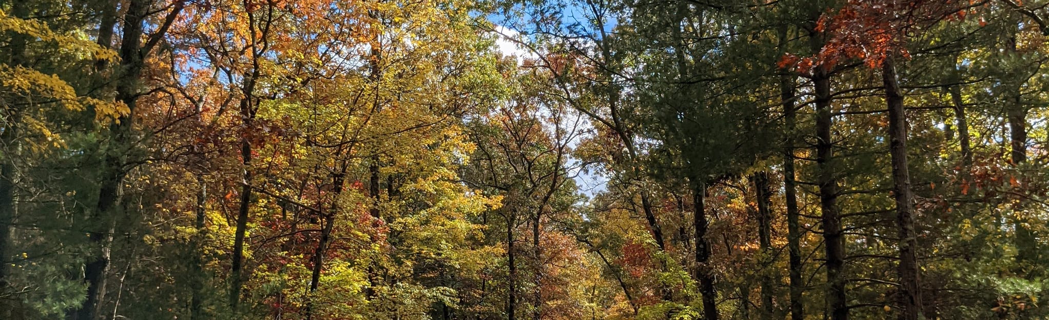 Cedar Swamp Loop Trail, Rhode Island - 59 Reviews, Map | AllTrails