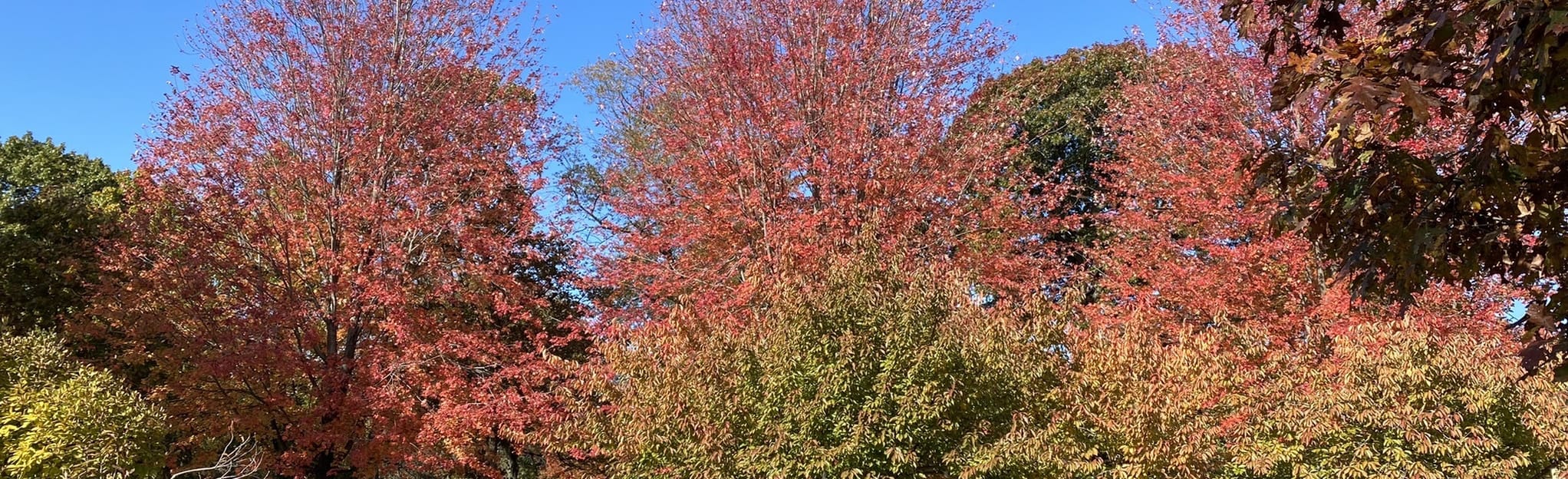 Cantiague County Park Walk: 36 Reviews, Map - New York | AllTrails