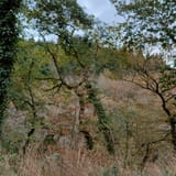 Plymbridge Circular, Devon, England - 101 Reviews, Map | AllTrails