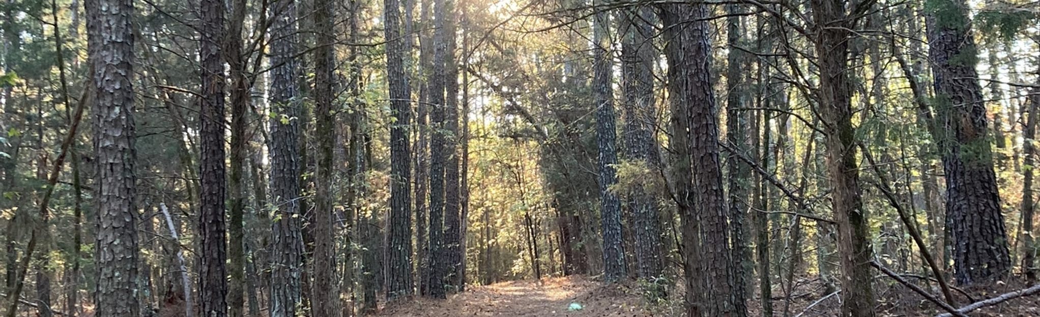 Crawford Hiking Trail , South Carolina - 115 Reviews, Map | AllTrails