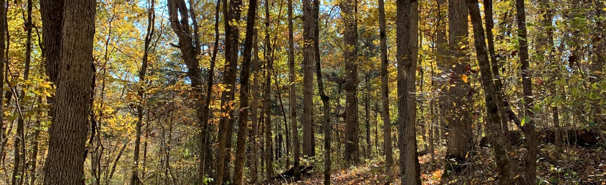 Round Spring Spur to Current River Trail: 17 Reviews, Map - Missouri ...