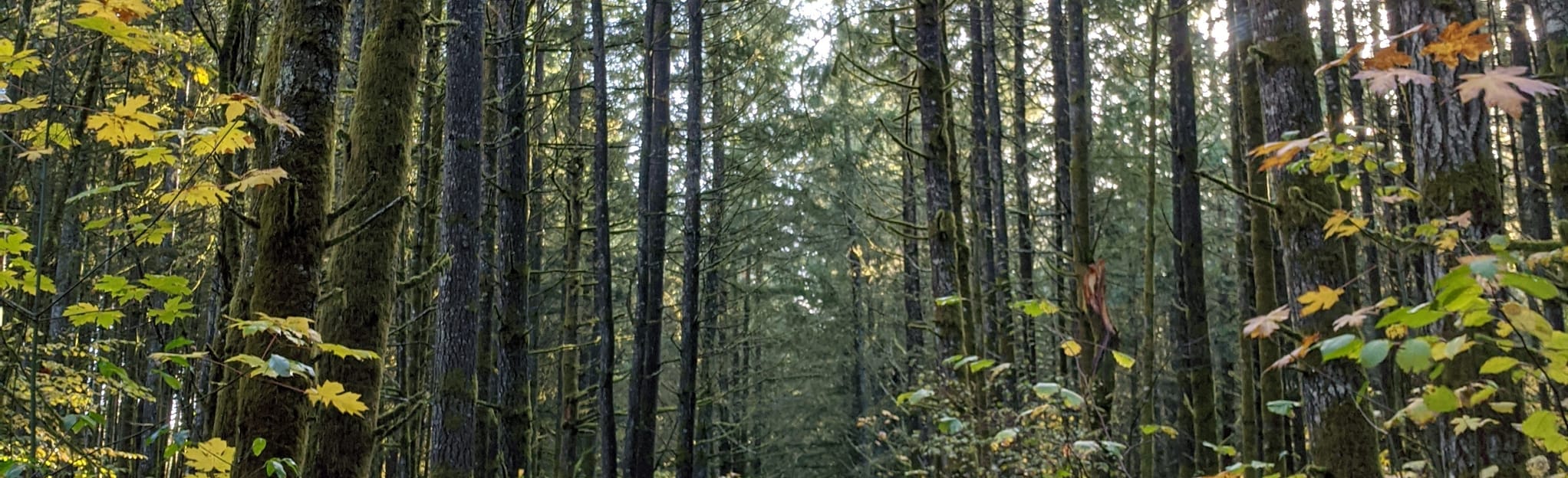 LBA Park Loop Trail: 862 Reviews, Map - Washington | AllTrails