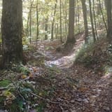 Chadwick OHV Trail, Missouri - 40 Reviews, Map | AllTrails