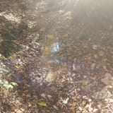 Chadwick OHV Trail, Missouri - 40 Reviews, Map | AllTrails