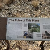 Paseo del Bosque Trail, New Mexico - 366 Reviews, Map | AllTrails