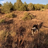 Boston Hill Trail, New Mexico - 212 Reviews, Map | AllTrails