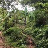 Bulabog- Putian National Park, Iloilo, Philippines - 5 Reviews, Map ...