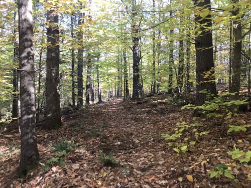Best Hikes and Trails in Ely Conservation Area | AllTrails