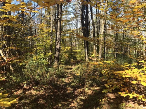 Best Hikes and Trails in Ely Conservation Area | AllTrails