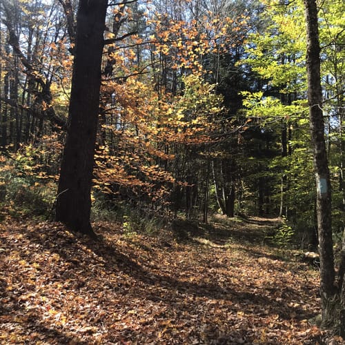 Best Hikes and Trails in Ely Conservation Area | AllTrails