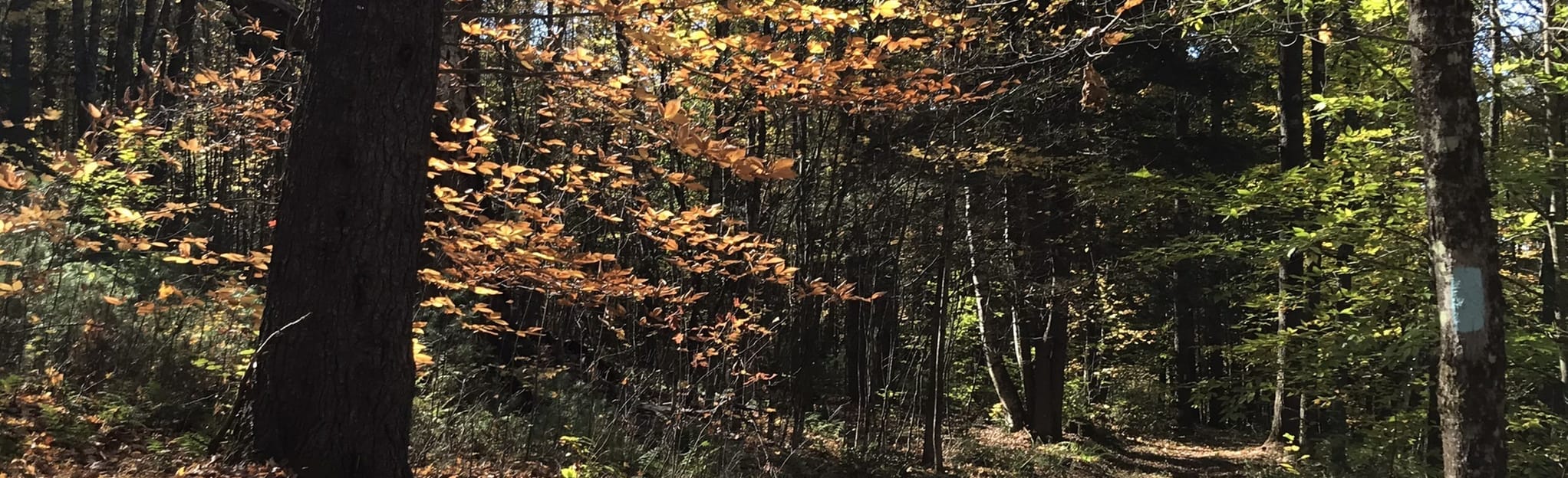 Ely Conservation Area Trail: 14 Reviews, Map - Vermont | AllTrails