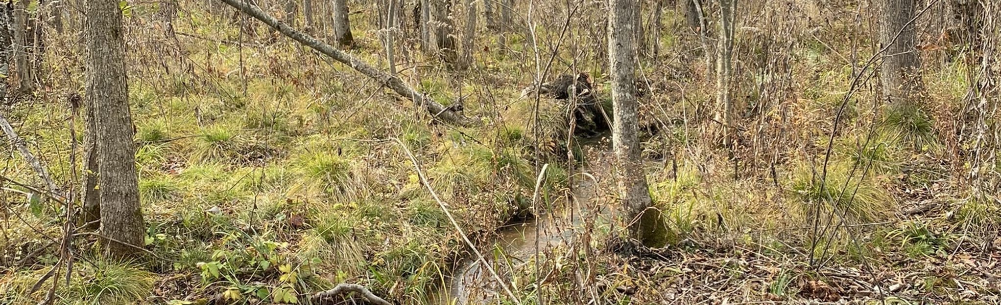 Lost Lake Trail Loop: 19 Reviews, Map - Wisconsin | AllTrails