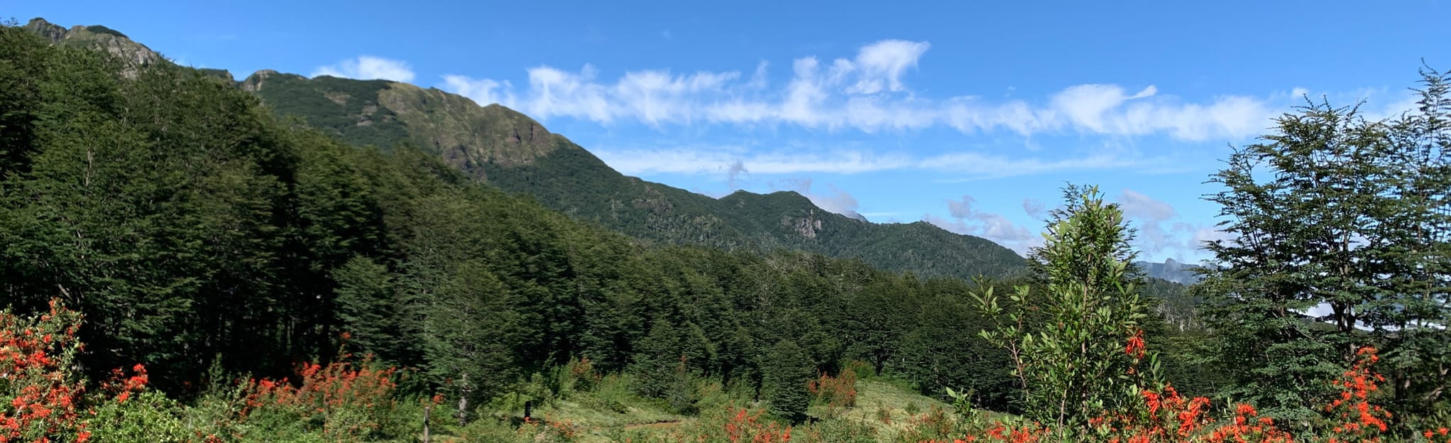Sendero Coihue - Los Ríos, Chile | AllTrails