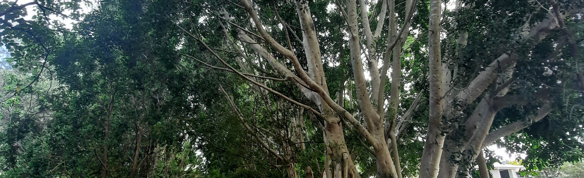 North Ipswich Wetlands Loop, Queensland, Australia - 21 Reviews, Map ...
