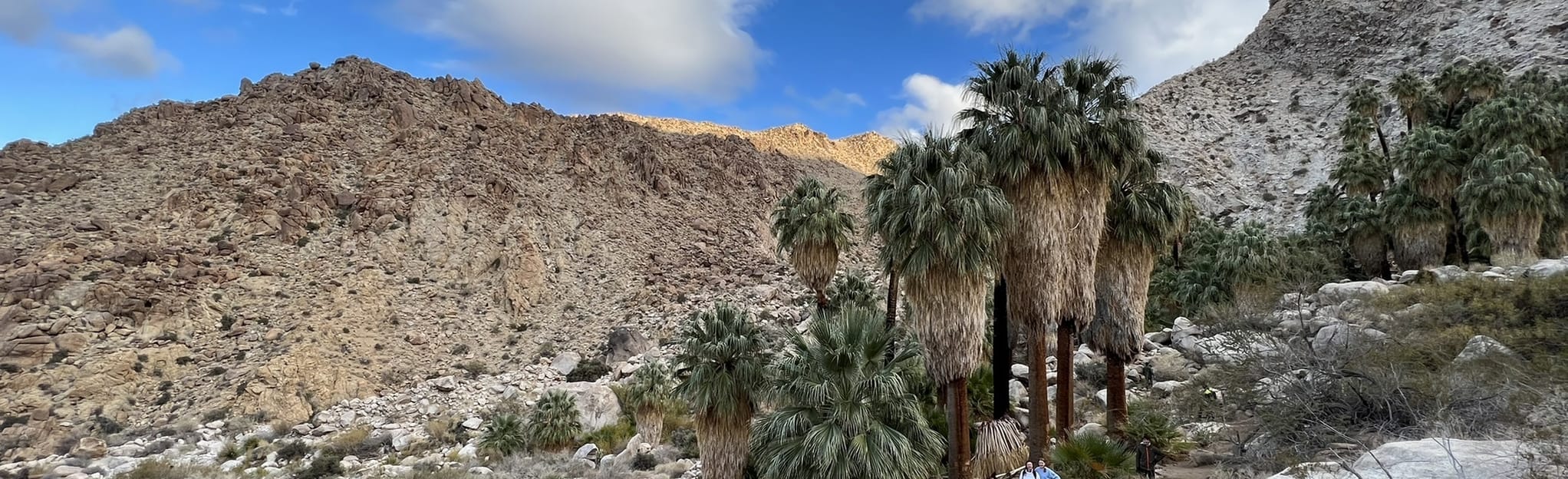 Fortynine Palms Oasis Trail, California - 3,957 Reviews, Map | AllTrails