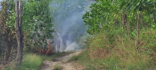 Best Hikes and Trails in Sungai Basong Recreational Park | AllTrails