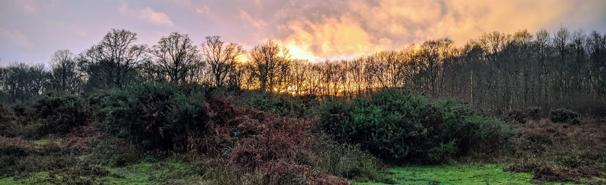 Hothfield Common Nature Reserve Circular, Kent, England - 121 Reviews ...