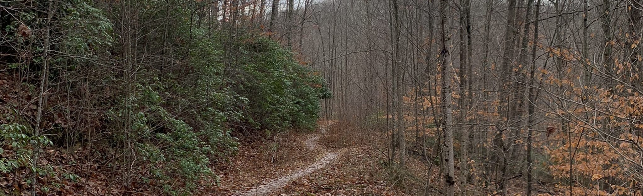 Clovis, Dalton, and Craig Branch Loop Trail, West Virginia - 65 Reviews ...