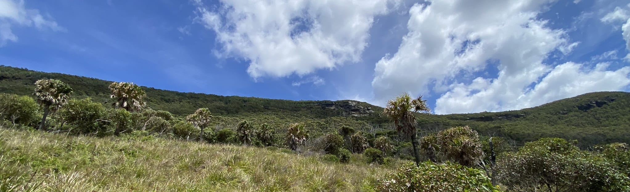 Palm Jungle Loop Track [CLOSED]: 215 Reviews, Map - New South Wales ...