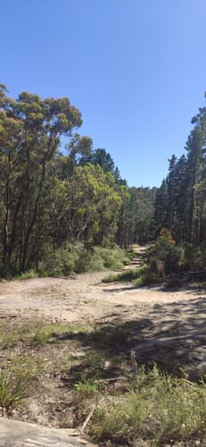 Best Hikes and Trails in Belanglo State Forest | AllTrails