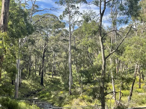 10 Best Hikes and Trails in Wombat State Forest | AllTrails