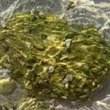 Bush Key Trail, Florida - 53 Reviews, Map | AllTrails