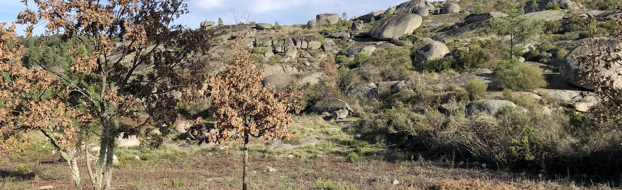 Rota Florestal de Troncoso, Guarda, Portugal - 2 Reviews, Map | AllTrails
