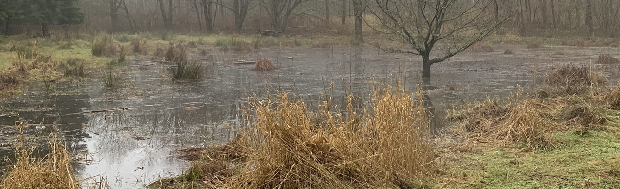 Tranbjerg Skov, Central Denmark, Denmark - 5 Reviews, Map | AllTrails