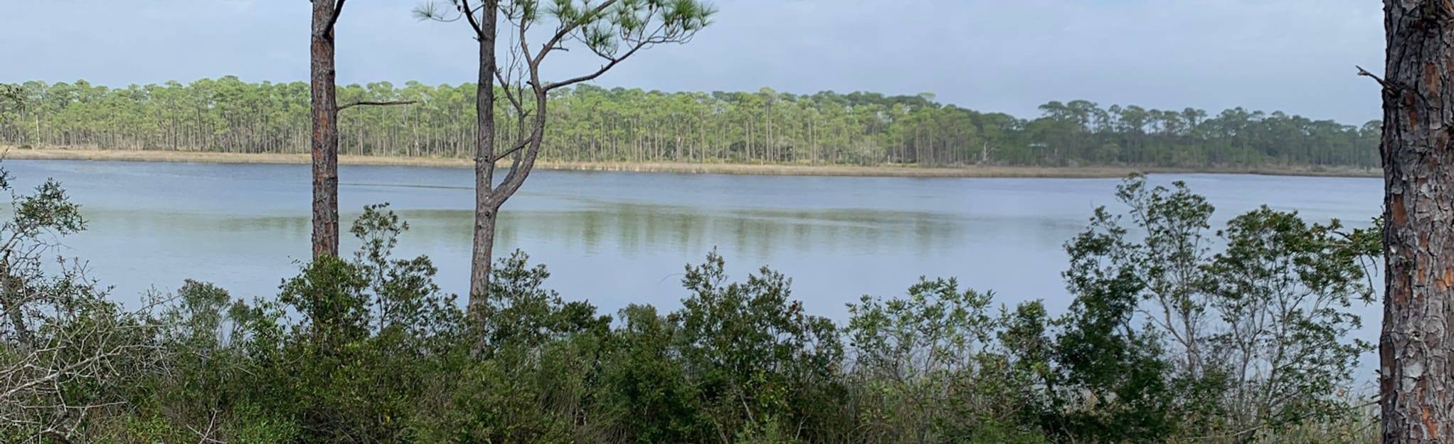 Gator Lake Trail - Alabama | AllTrails