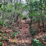 Little Lost Cove Cliffs, North Carolina - 147 Reviews, Map | AllTrails