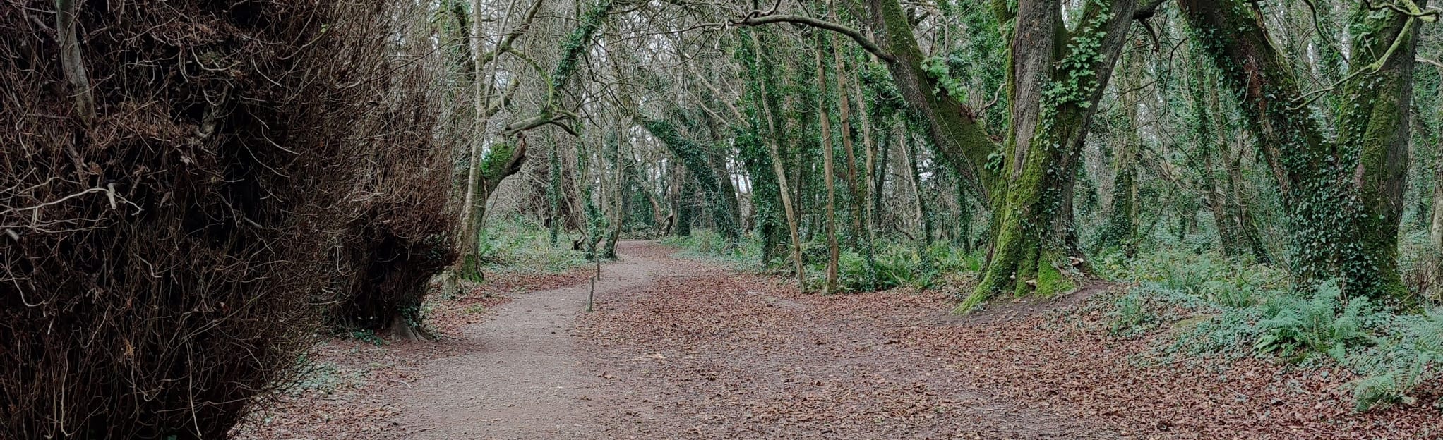 Ballyannan Woods, County Cork, Ireland - 36 Reviews, Map | AllTrails