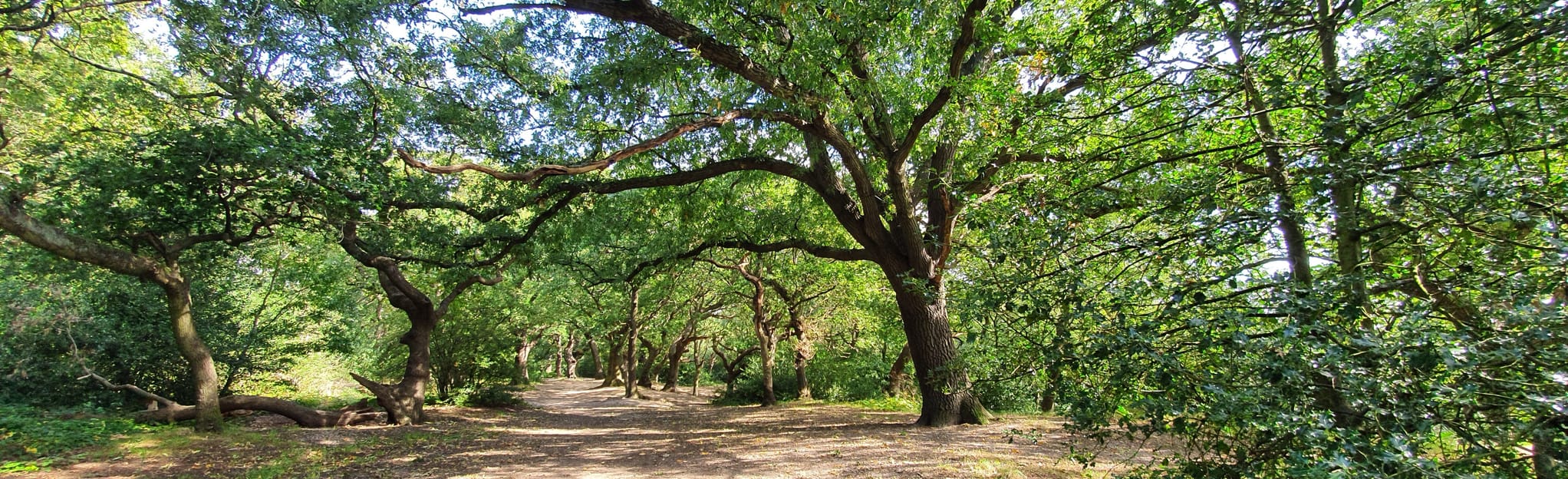 Epping Forest Hornbeam Trail, London, England - 24 Reviews, Map | AllTrails