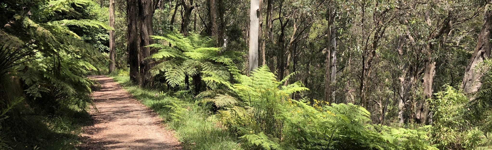 Skyhigh Dandenong via Kyeema Track, Victoria, Australia - 69 Reviews ...