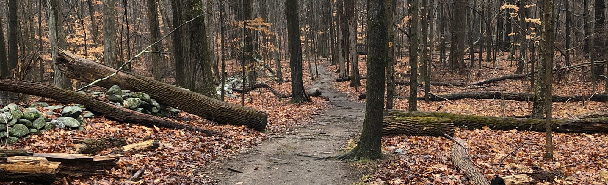 Naugatuck Trail: Fitzgerald Tract to Alice Newton Street Memorial Park ...