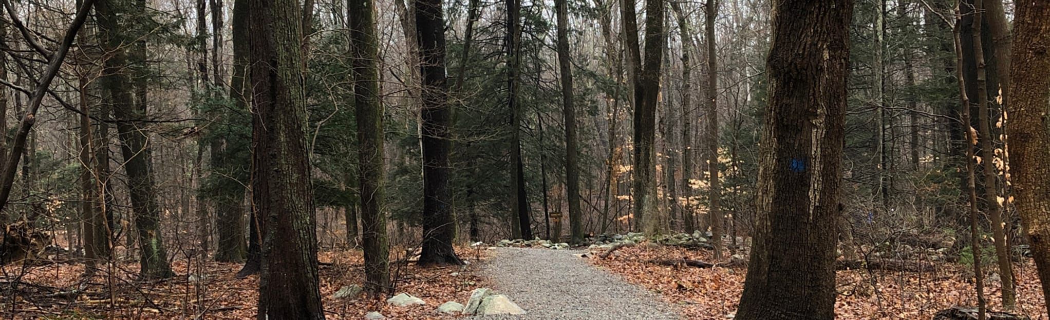 Alice Newton Park Perimeter Loop: 86 Reviews, Map - Connecticut | AllTrails