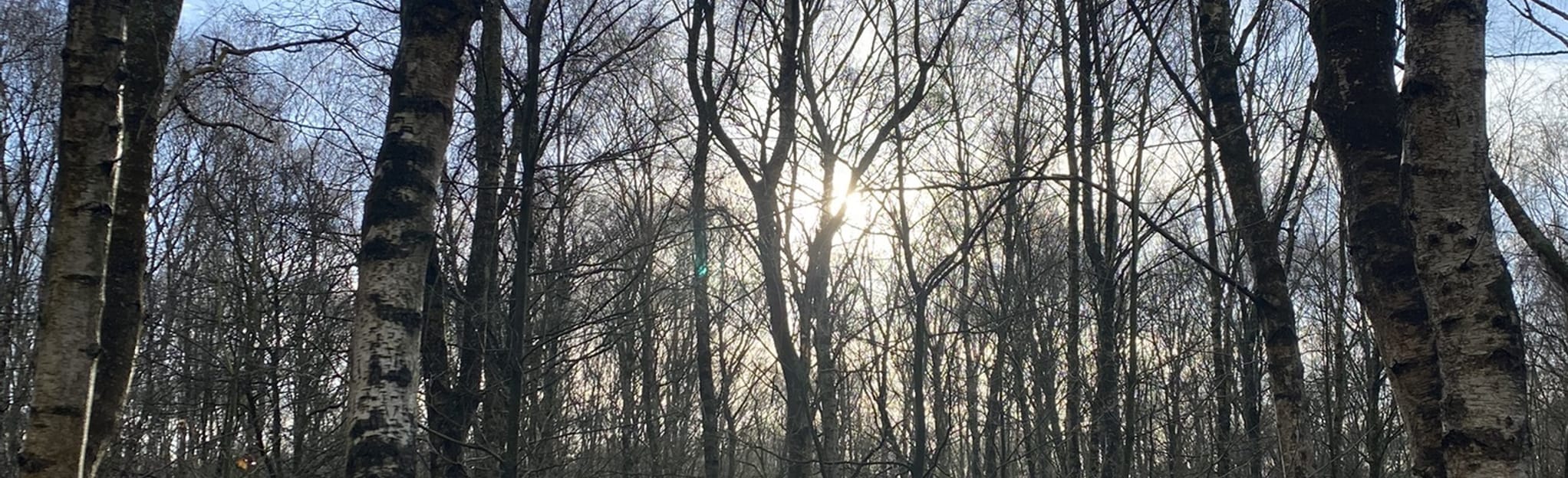 Mining Bee Trail: 10 Reviews, Map - West Midlands, England | AllTrails