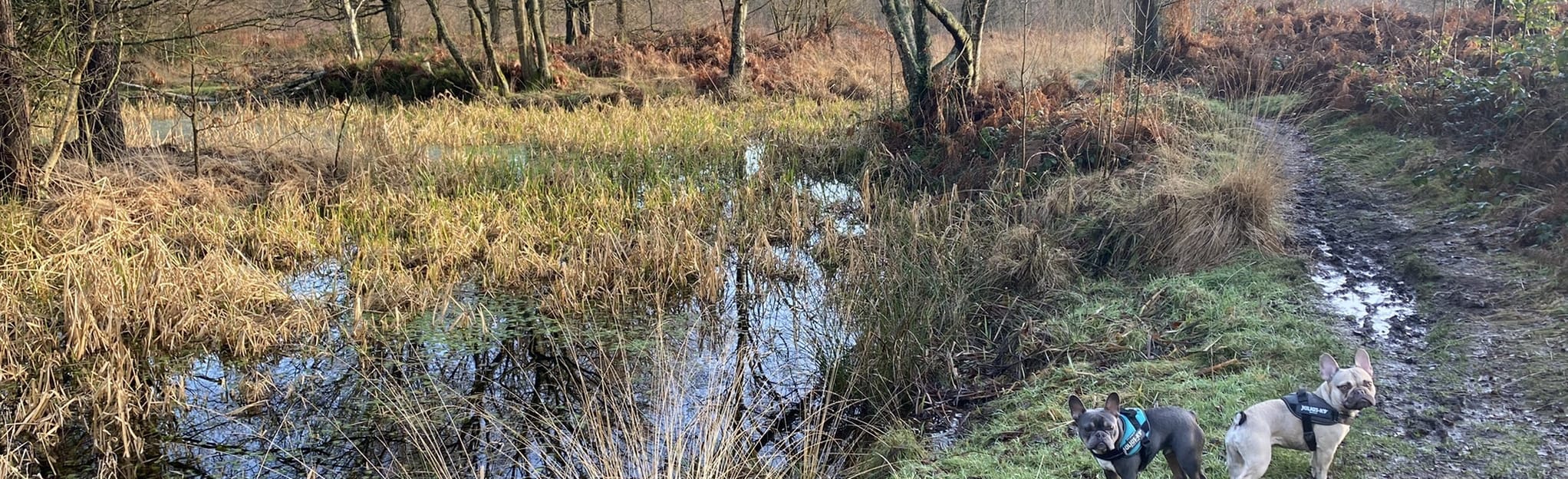 Highgate Common Forest Covert Loop: 31 Reviews, Map - Staffordshire ...